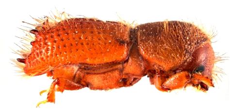 Крючкозубий короїд Pityokteines Curvidens БіоХімТех