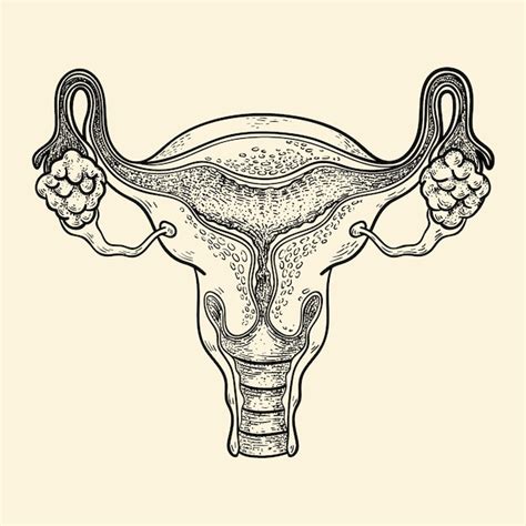 Free Vector Hand Drawn Uterus Drawing Illustration