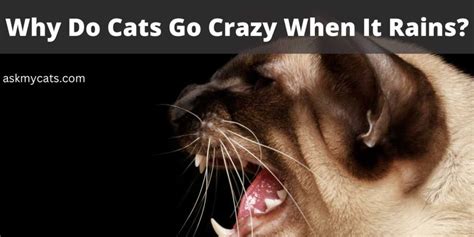 why do cats go crazy when it rains