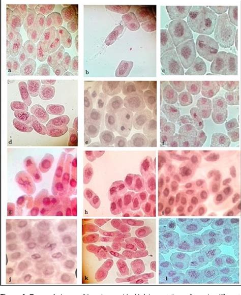 Figure 2 From Nano Selenium Reduction Of Severe Hazards Of Atrazine