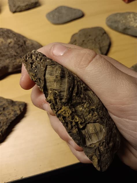 Isopod Or Some Other Crustacean Fossil Fossil Id The Fossil Forum