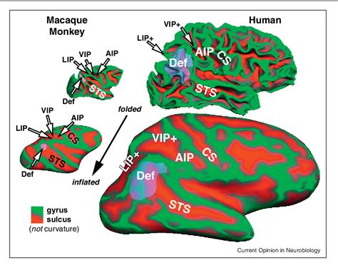 Figure 1 From Multisensory Maps In Parietal Cortex☆ Semantic Scholar