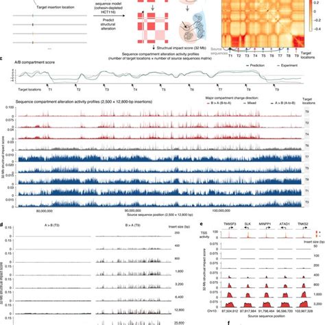 Predicting Multiscale 3d Genome Architecture From Sequence A Schematic Download Scientific