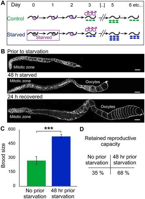Starvation Delays Reproductive Senescence A Schematic Of Starvation Download Scientific