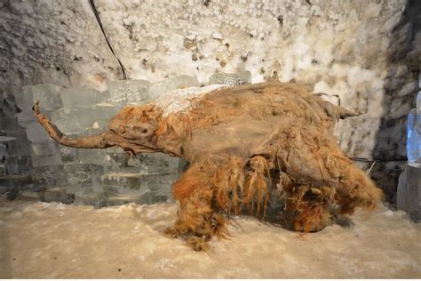 Rediscovered Fossil Redraws The Map Of Woolly Mammoth Territory