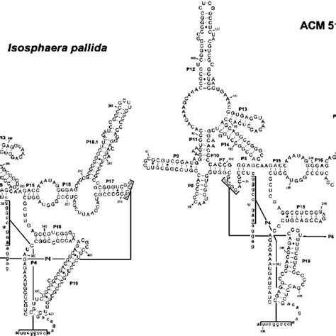 Deduced Secondary Structures Of Rnase P Rna In Pirellula Marina Download Scientific Diagram