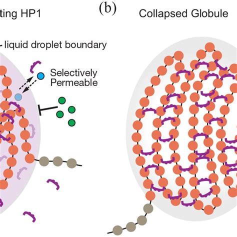 Microphase Separation Of Heterochromatin Like Domainscomplexes At The