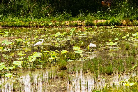 유토이미지 먹이 활동하는 백로