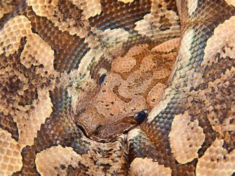 Up Close And Personal With A Dumerils Boa Reptiles And Amphibians