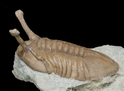 Stalked Eyed Asaphus Trilobite 1 73 6464 For Sale