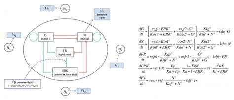 When Real Life Becomes Equations Control Of Epiblast And Primitive Endoderm Specification