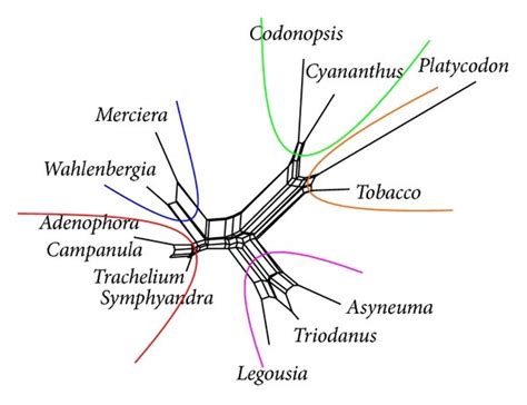 Neighbor Net Algorithm On The Distance Matrix Download Scientific Diagram