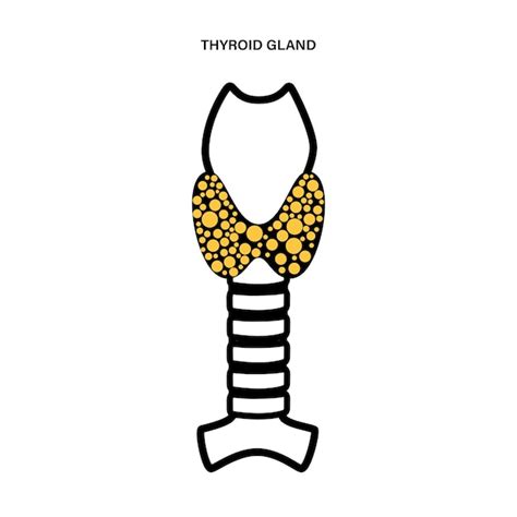 Thyroid Gland Anatomy Premium Vector