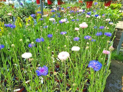 파란 여름꽃 수레국화 파종시기 행복 꽃말 네이버 블로그