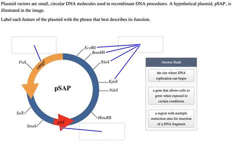 Solved Plasmid Vectors Are Small Circular Dna Molecules