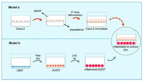 Schematic Representation Of Intestinal Barrier And Intestinal