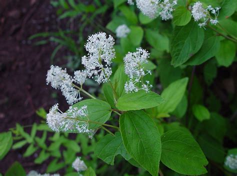 Ceanothus Americanus New Jersey Redroot New Jersey Tea Go Botany