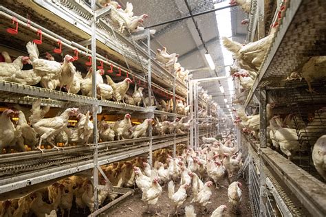 Understanding Poultry Behaviour Key To Better Management Practices Poultry World