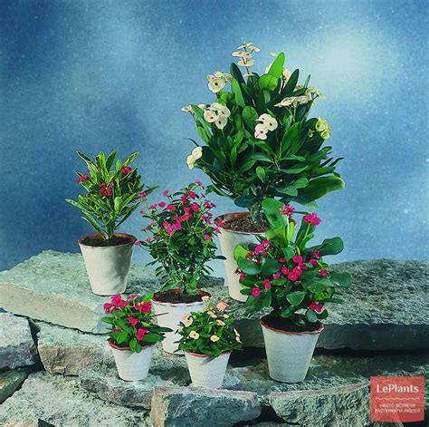Молочай Миля (Euphorbia milii) — описание, выращивание, фото | на ...