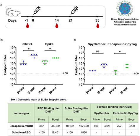 Immunogenicity Of Encapsulinmrbd Nanoparticles In Mice A