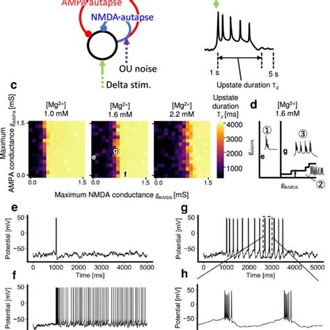 Spontaneous Firing Patterns Of Single Neurons With Autapses Cultured On Download Scientific