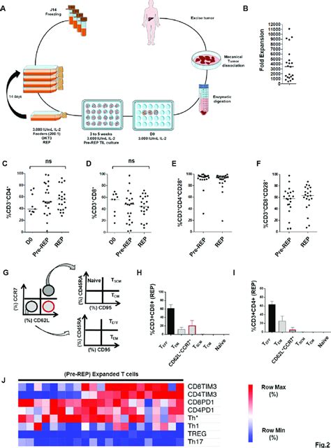 Fold Expansion And Characteristics Of Expanded Tumor Infiltrating