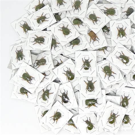 Assorted Beetles Mystery Box A1 Unmounted Insect Specimens For Collectors Bugsdirect