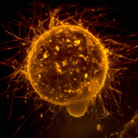 Middle Ground Fallacy Scienceupfirst