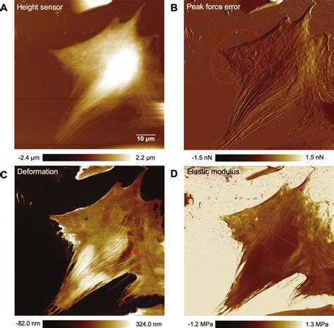 Super High Resolution ≈22 Nm Per Pixel Topography Force Error And