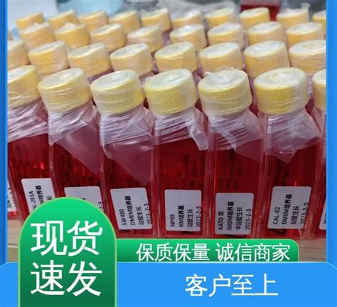 小鼠角膜基质细胞永生化