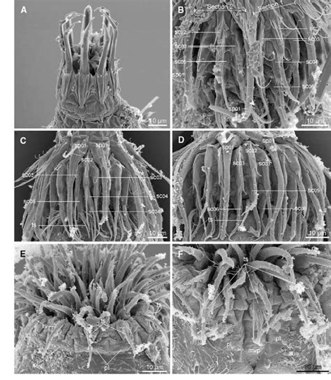 Scanning Electron Micrographs Showing Mouth Cone And Introvert Details Download Scientific
