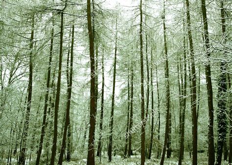 Polynomials In The Real World •• Home