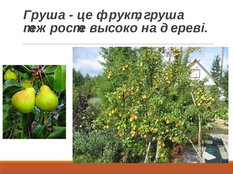 Презентація до уроку Я досліджую світ з теми Фрукти і овочі Для 1