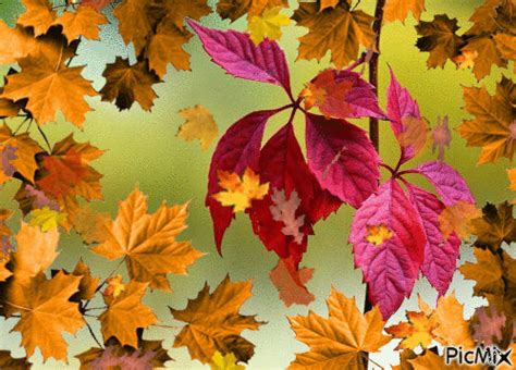 Autumn Leaves Falling  Download Nature Fall 