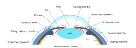 Anterior Chamber Eye Diagram