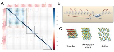 A Binary Combinatorial Histone Code At The Level Of Nucleosomes A Download Scientific