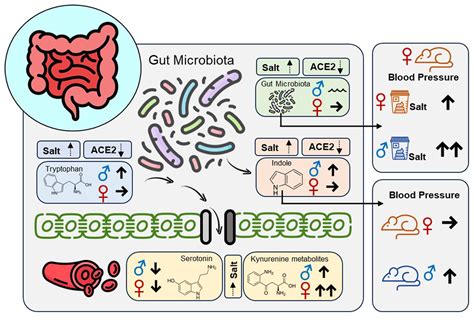 In This Issue Circulation Research