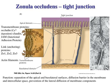 Ppt Cell Adhesion Molecules In Epithelial Cells By Dr Zita Puskár