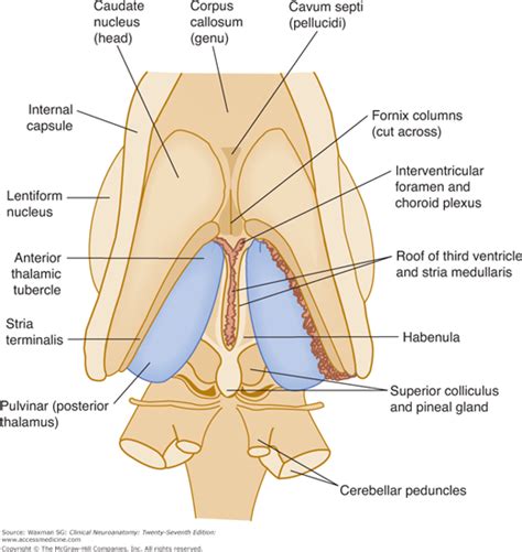 Diencephalon Neupsy Key