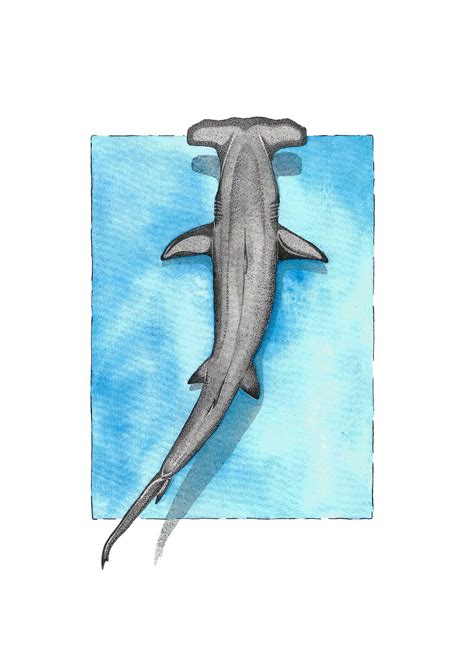 Hammerhead Shark Drawings