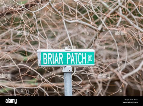 Briar Patch