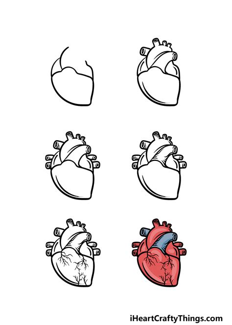 How To Draw The Heart Anatomy