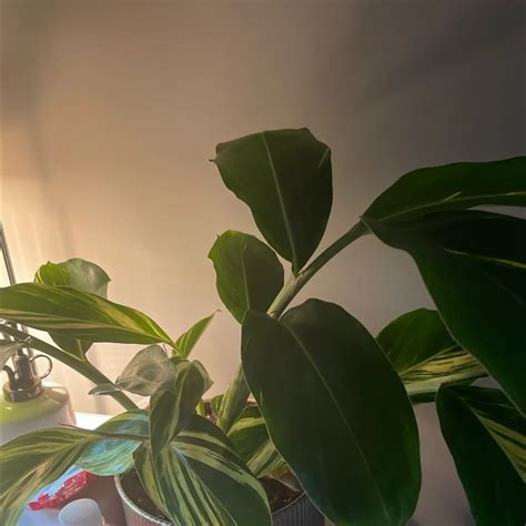 Light Requirements For Your Variegated Shell Ginger