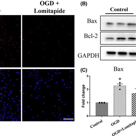 Lomitapide Promotes Autophagy Activation In Neurons In Ischemic Download Scientific Diagram
