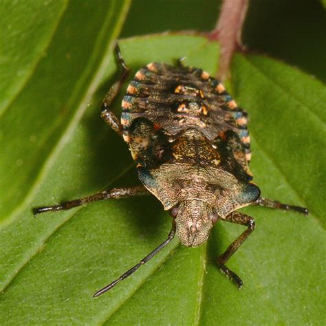 100000 Free Leaf Bugs And Bug Images Pixabay