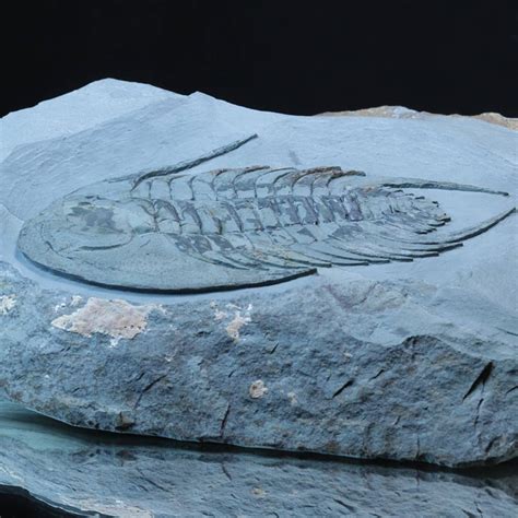 Trilobitt Neltneria Termieri Nedre Kambrium Naturens Mangfold As