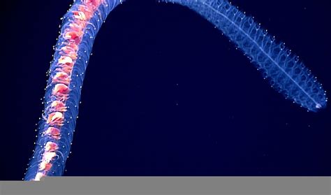 Siphonophores Could Be The Longest Animals In The World Ocean Conservancy