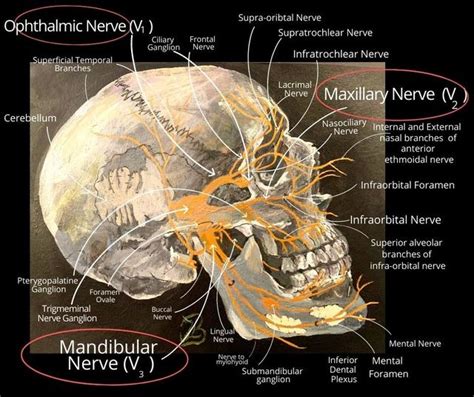 Maxillary Nerve The Trigeminal Nerve Cn V Course Divisions
