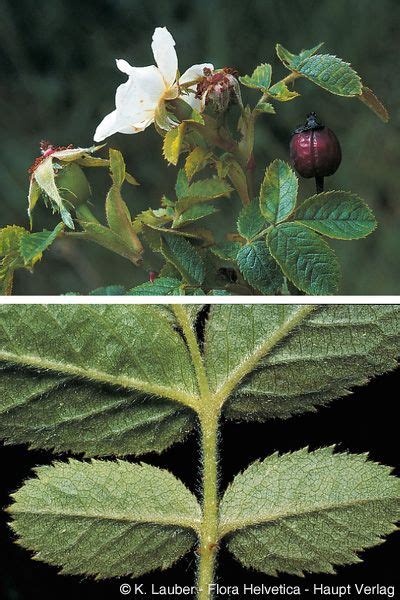 Rosa Tomentella Léman