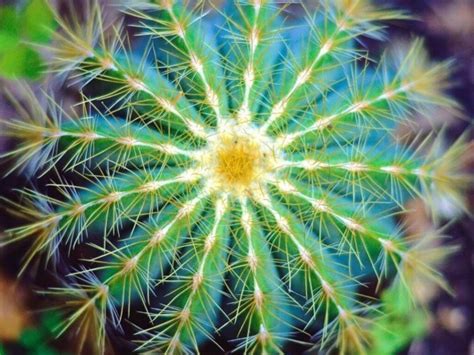 Ejemplos Fascinantes De Fractales En La Naturaleza